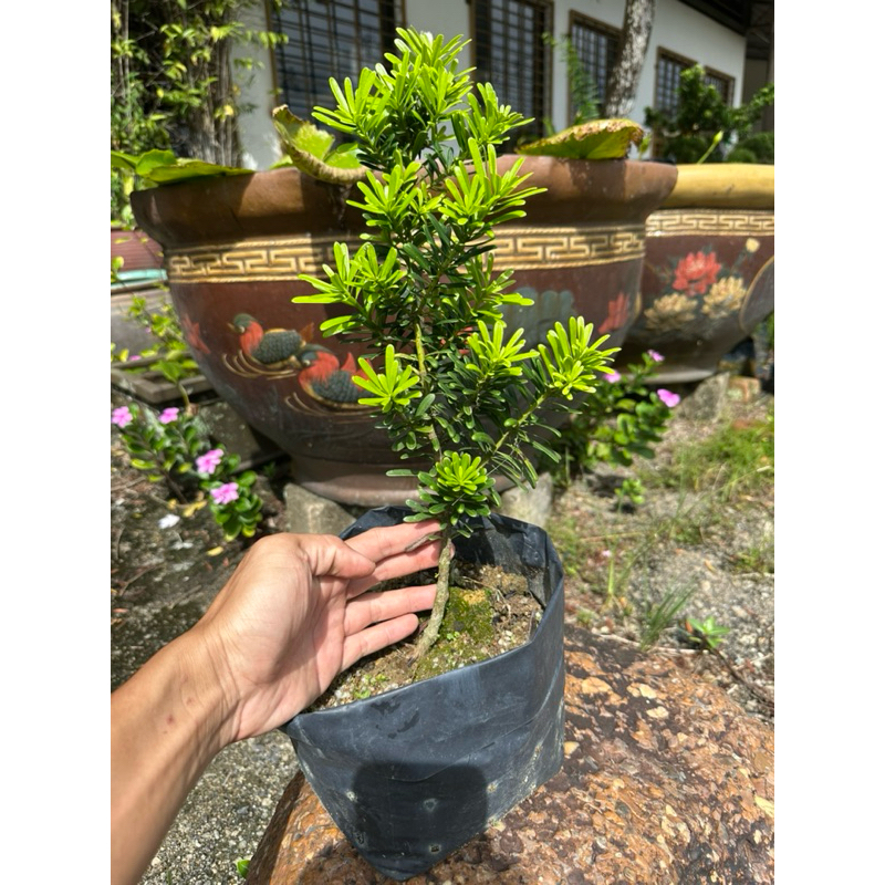Jin Zhuan Podocarpus Luo Han Song (Original) 晶钻罗汉松 原生树 | Shopee Malaysia