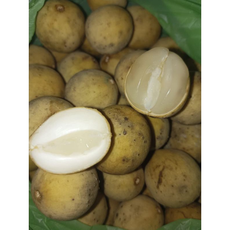 pokok duku langsat dalam polibeg | Shopee Malaysia