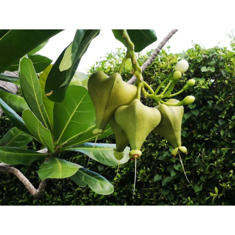 Pokok Putat Laut / Putat Gajah / Fish Killer Tree / Barringtonia ...