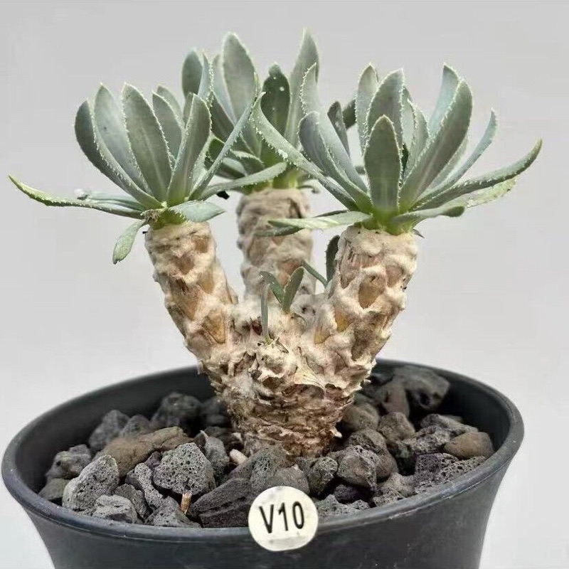 Othonna retrorsa seedling 实生刨花厚墩菊 | Shopee Malaysia