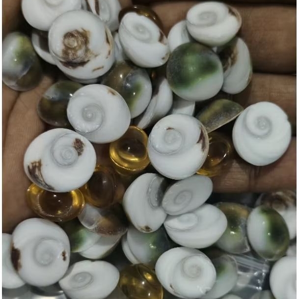 21pcs Gomati chakra /Stone for attract Wealth & Prosperity (diameter 1. ...