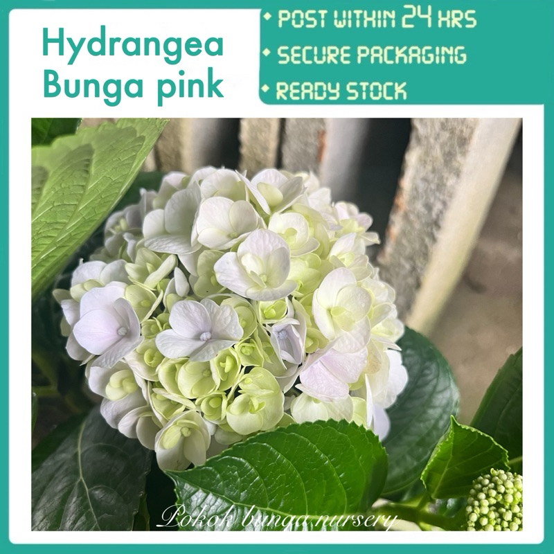 PBN - hydrangea bunga pink - (ade bunga) siti zubairah 3 bulan pokok bunga nursery flower garden ...