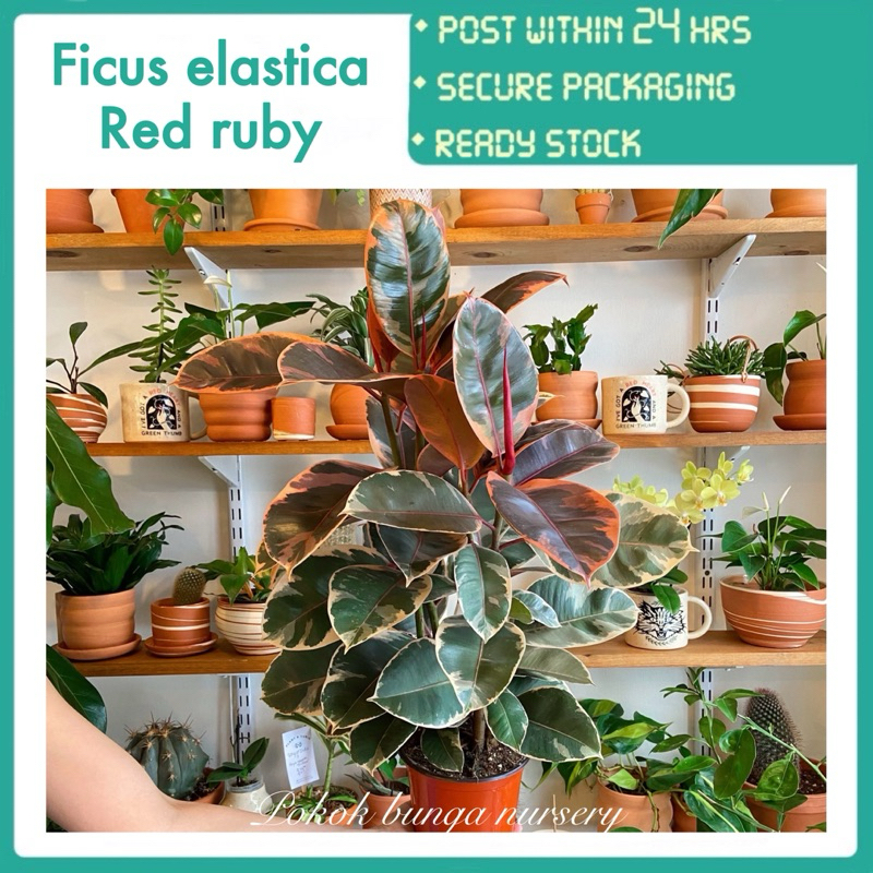 PBN - ficus elastica red ruby - rubber tree indoor outdoor real live ...