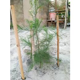 Keratan Anak Pokok Rhu Cantik Anak Pokok Rhu Pokok Bunga Rhu Pokok ...