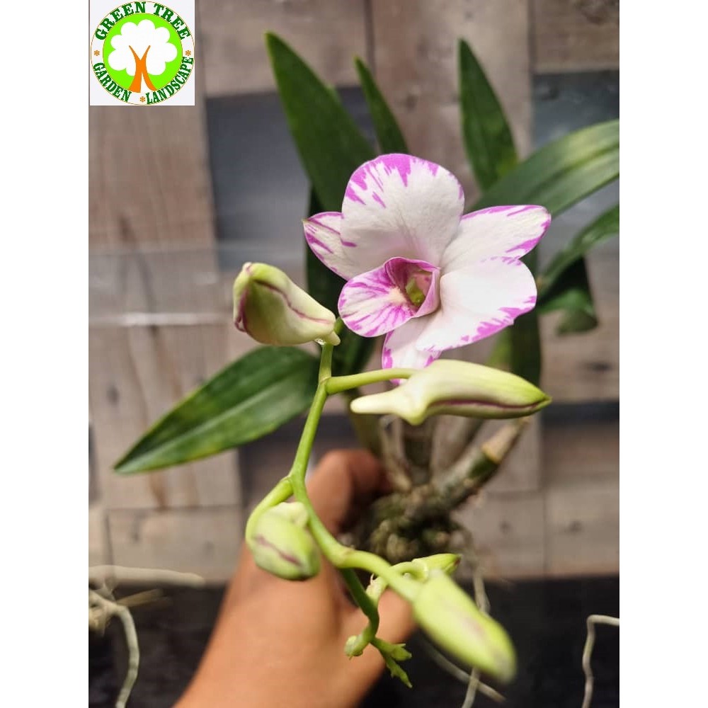 Live Plant: Dendrobium Enobi Purple Splash 泼墨石斛 for HOME/OFFICE ...