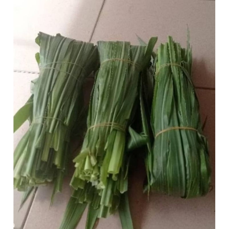 DAUN RUMPUT NAPIER CO5 JARAPAT INDIAN PANDAN 1KG MAKNAN TERNAKAN ...