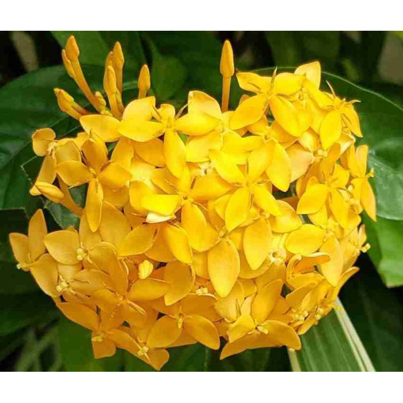 Pokok Bunga IXORA KUNING daun standard / pokok dalam polybag | Shopee ...