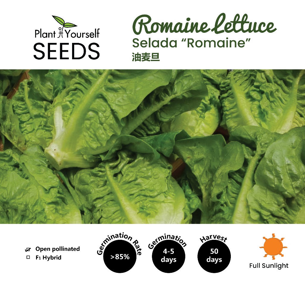 BENIH Selada Romaine / SEEDS Romaine Lettuce / 种子 - 油麦胆 (0.2g | 0.45g ...