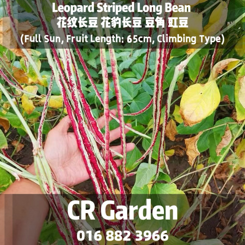 Leopard Striped Long Bean 10 Seeds 花纹长豆 花豹长豆 豆角 豇豆10粒 (Full Sun, Fruit ...