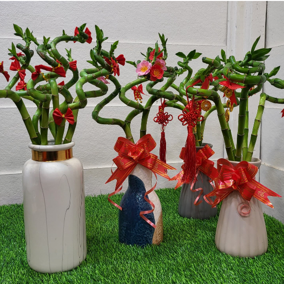 H2O - [CNY PLANT] Lucky Bamboo 40cm / 60cm / 80cm / 100cm / 转运竹 Live ...