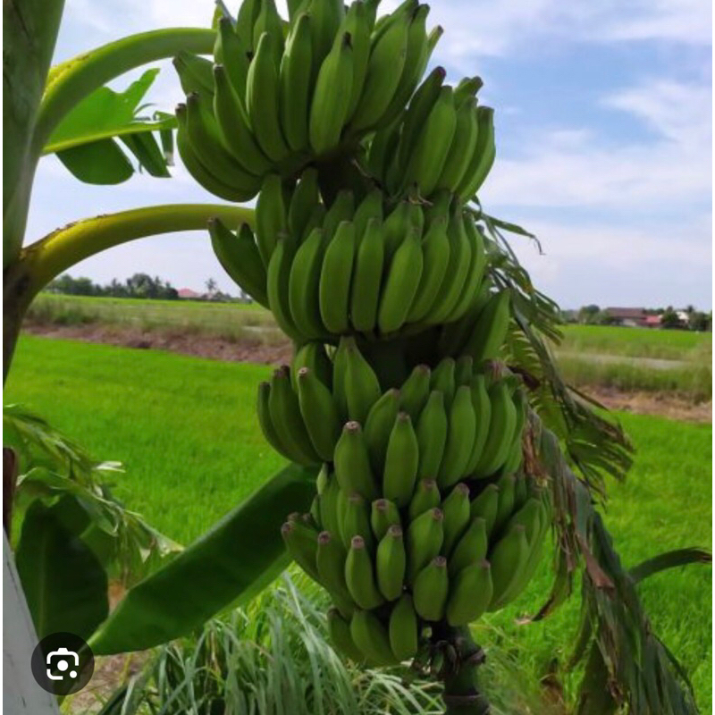 Anak Pokok Pisang Awak / Kelat Siam | Shopee Malaysia
