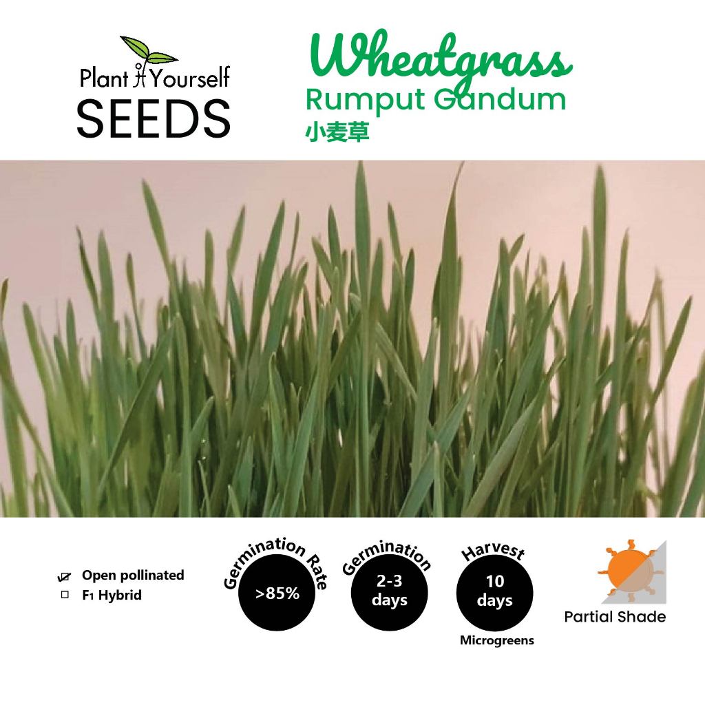 SEEDS Wheatgrass / 小麥草 (150g | 450g) | Shopee Malaysia