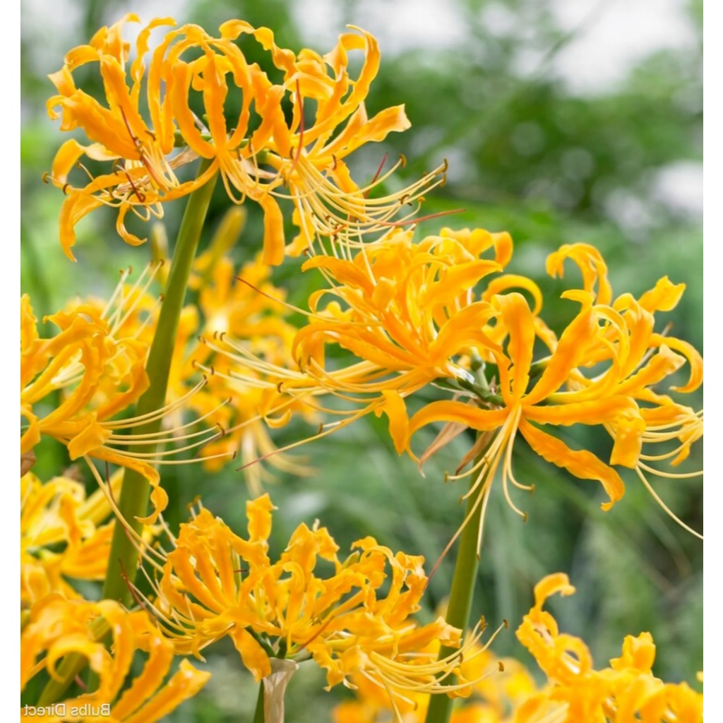 TIADA COD Bebawang/Anak Pokok Lycoris Aurea Golden Spider Lily | Shopee ...