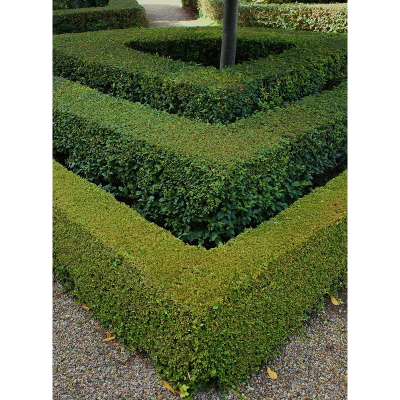 LFT-POKOK LANDSCAPE HIDUP / TEH KAMPUNG / ACALYPHA SIAMENSIS | Shopee ...