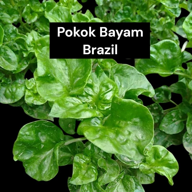 Pokok Bayam Brazil Plant | Shopee Malaysia