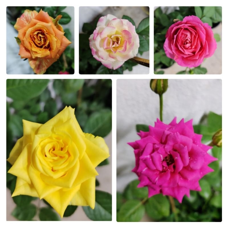 Ros Kampung (Tahan Panas) | Shopee Malaysia