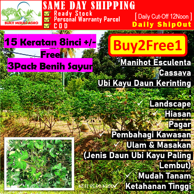 LIMITEDSTOCK 15 Keratan Ubi Kayu Kerinting/Manihot Esculenta Cassava ...