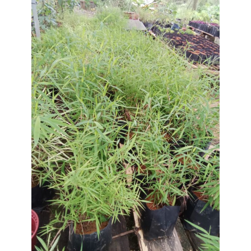 Pokok Buluh Perindu ( Hiasan indoor / outdoor) | Shopee Malaysia