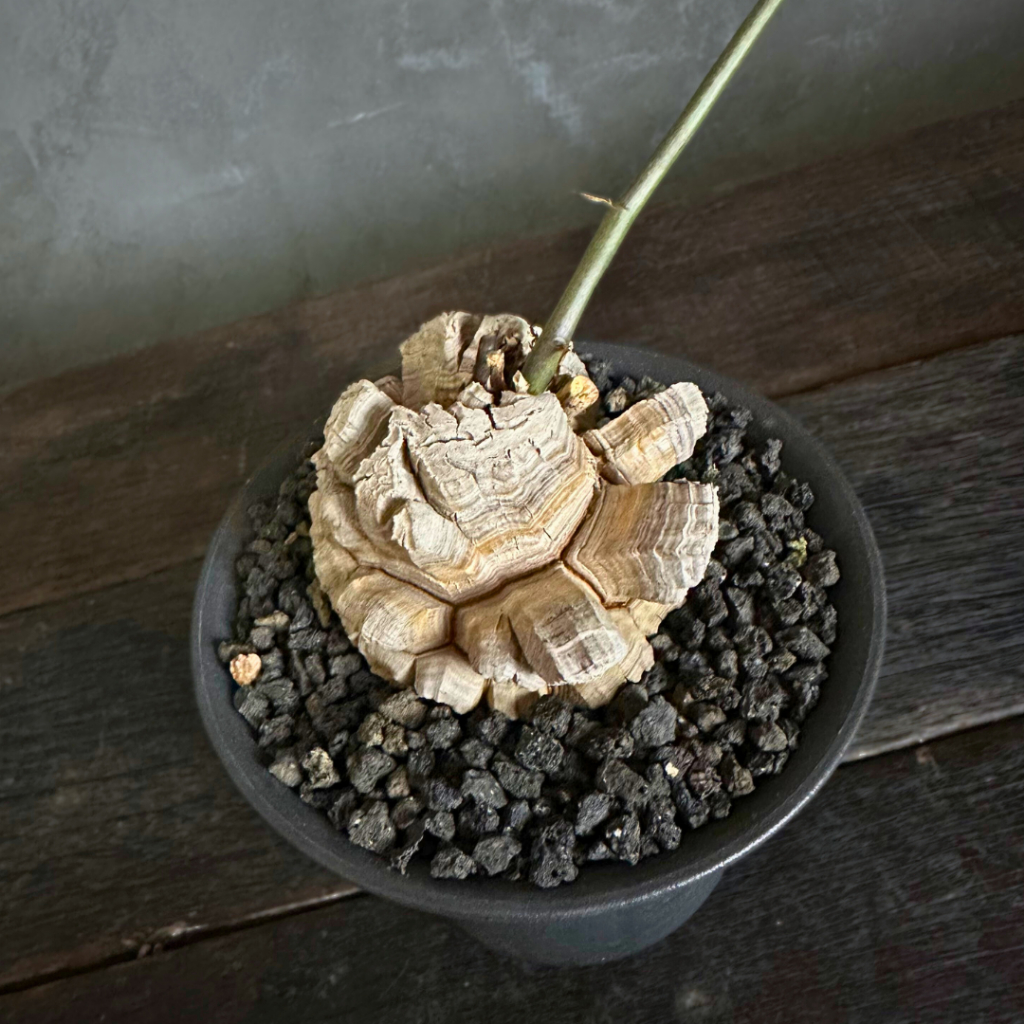 Dioscorea elephantipes Seedling · 龜甲龍 實生 ｜Caudex Plant Succulent｜块根植物 ...