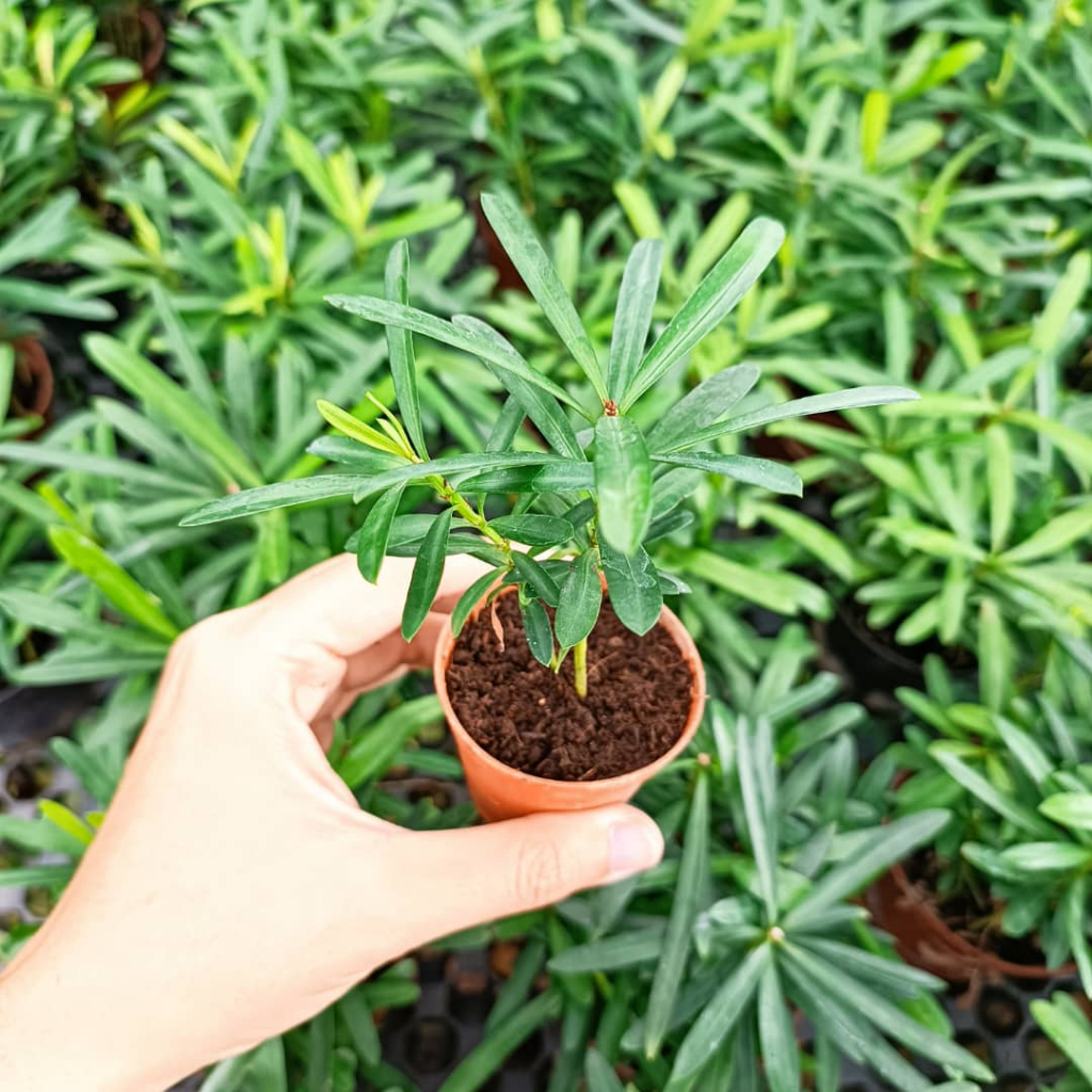 LUSHECO-Podocarpus Seedling with pot 55mm/Small Plant/Indoor Plant ...