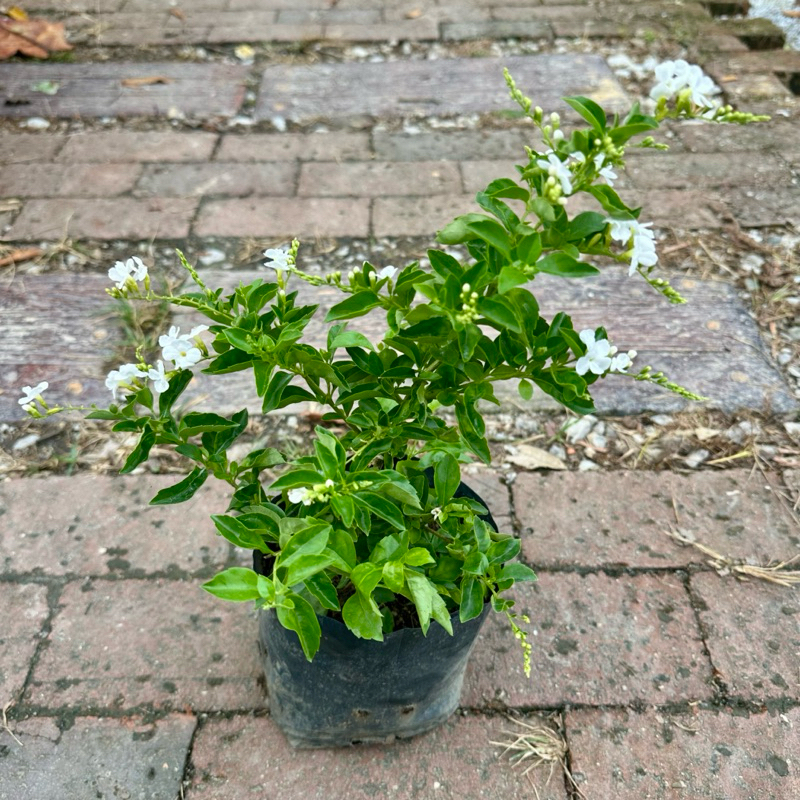 🔥OUTDOOR🔥 WHITE DURANTA ERECTA ALBA / Sky Flower / Pigeon Berry ...