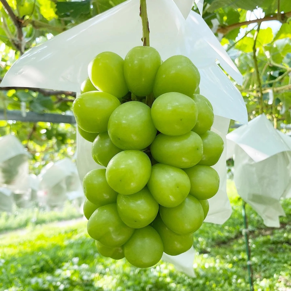 TIADA COD Anak Pokok Anggur Shine Muscat | Shopee Malaysia