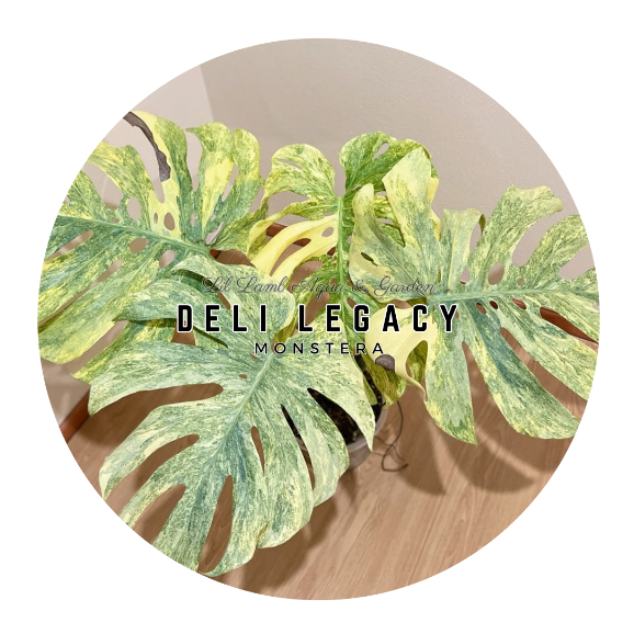 [Monstera] Deliciosa Legacy Variegated Premium Selected Home Plant Rare ...