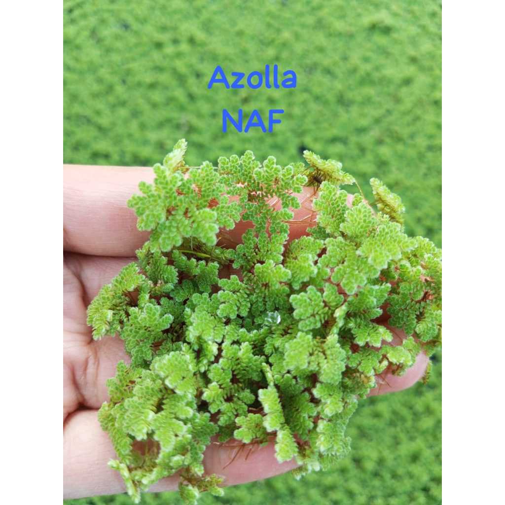 AZOLLA Segar Benih Azolla Microphylla 1 PACK 50G Segar dari Kolam ...