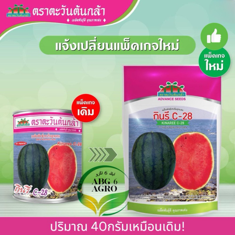 New Pack!40g Biji Benih Tembikai KINAREE C-28 F1 Hybrid / Tembikai Madu ...