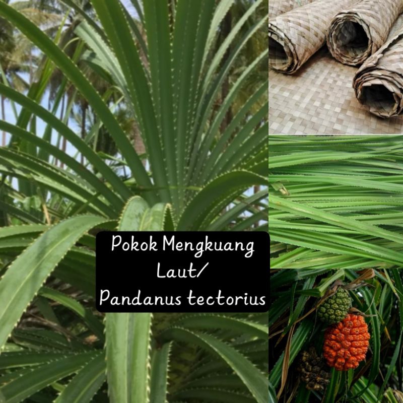 Pokok Mengkuang Laut/Pandanus tectorius +freegif🎁 | Shopee Malaysia