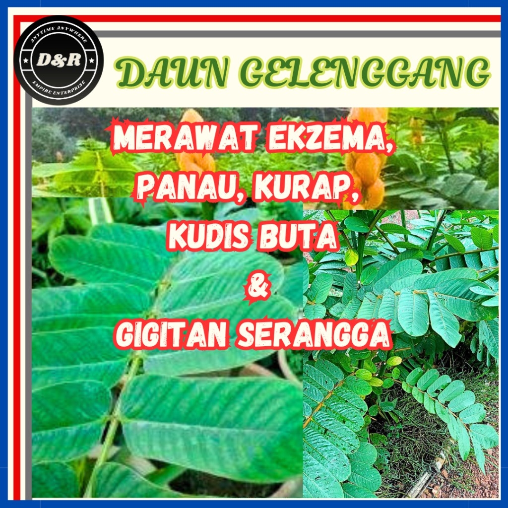 Daun Gelenggang 30 Helai Ubat Gatal Kulit / Ubat Kurap / Ubat Panau ...