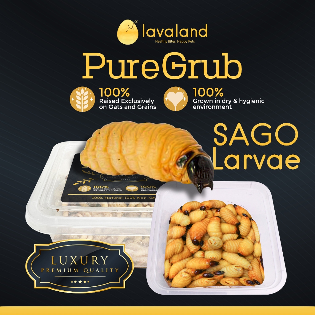 Lavaland - PureGrub - Sagu Worms | Ulat Sagu | Ulat Sago |Sago Worms ...