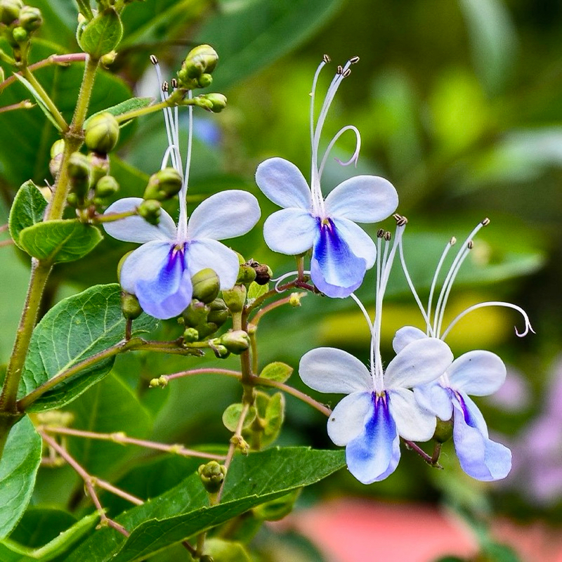 🔥OUTDOOR🔥 BUTTERFLY CLERODENDRUM TREE / Blue Glory Bower / Rotheca ...