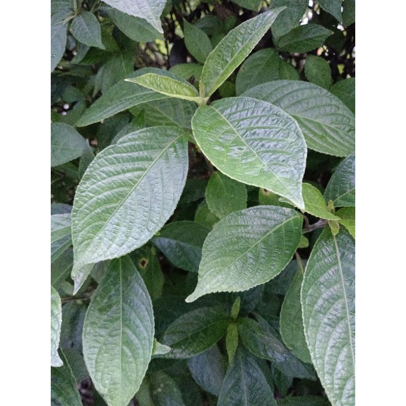 Daun pecah beling/pecah kaca/daun segar,order baru petik,100helai..rm10 ...