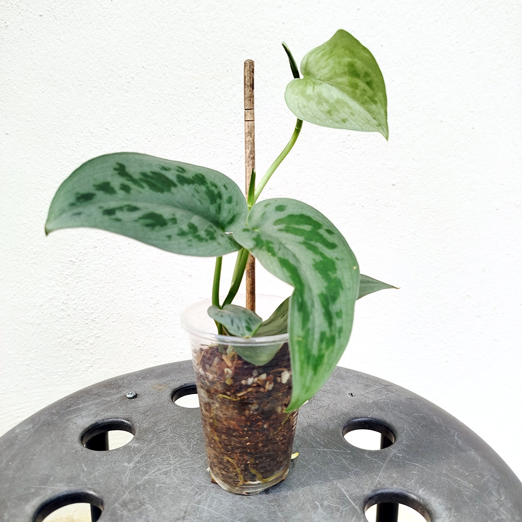 Scindapsus Pictus 'Silver Tattoo' | Shopee Malaysia