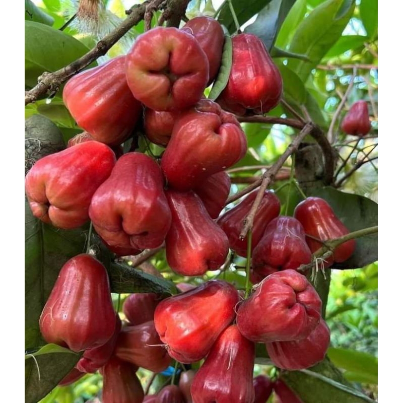 Pokok Jambu Madu King (Jenis Tut dan pokok cepat berbuah) | Shopee Malaysia