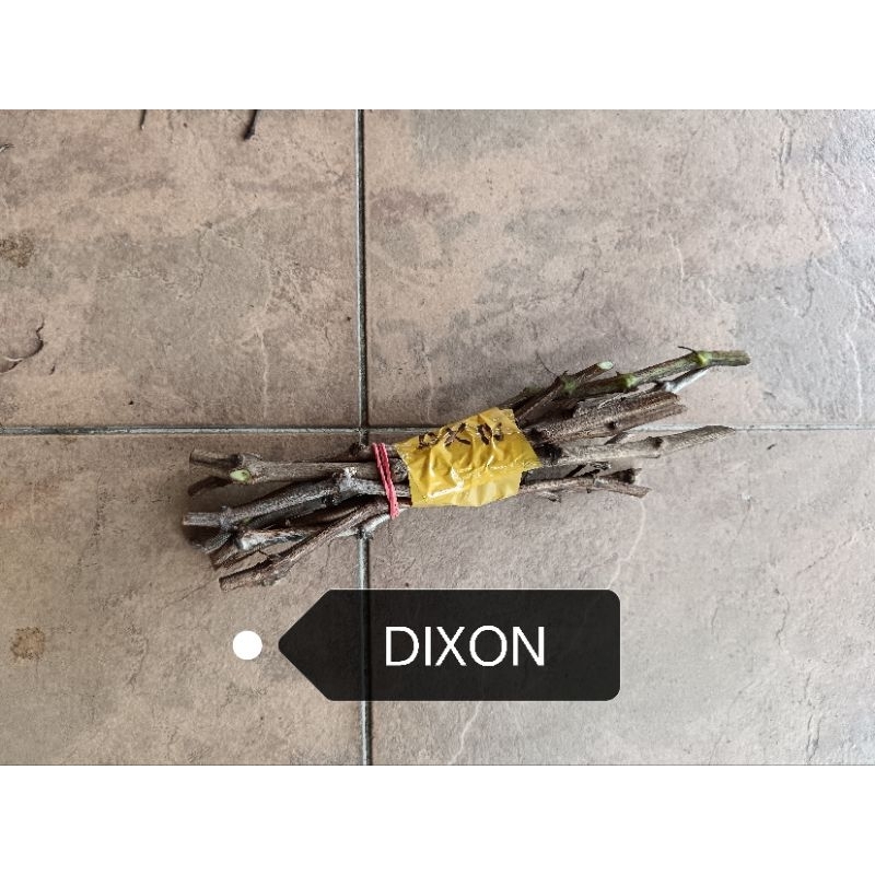 Satu set 5 keratan batang anggur jenis Dixon. | Shopee Malaysia