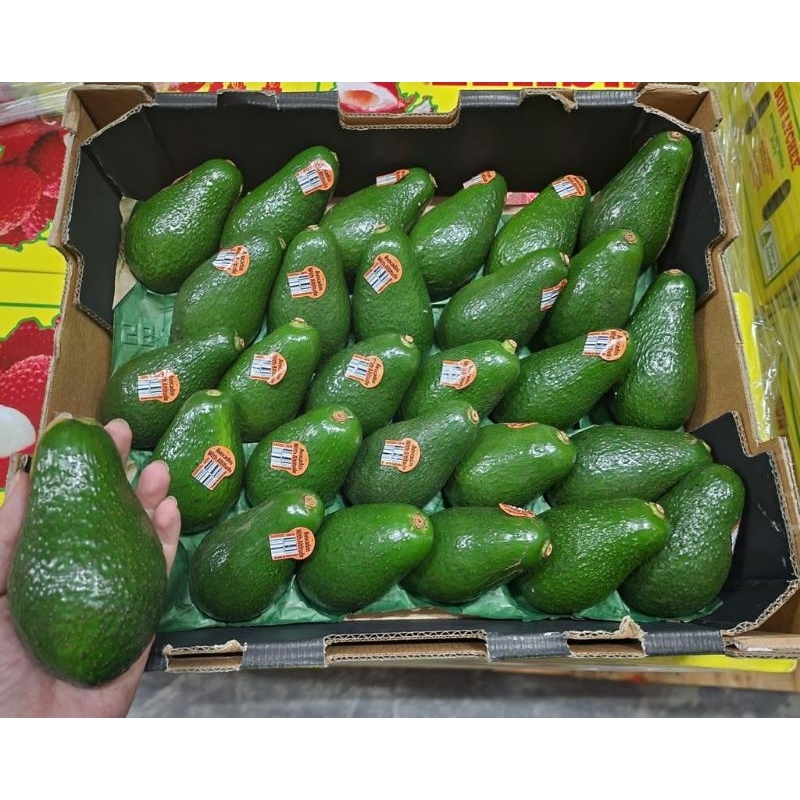 ⭐New Season Arrival⭐ Australia Shepard Avocado 澳洲滑皮牛油果 (3 pcs) | Shopee ...