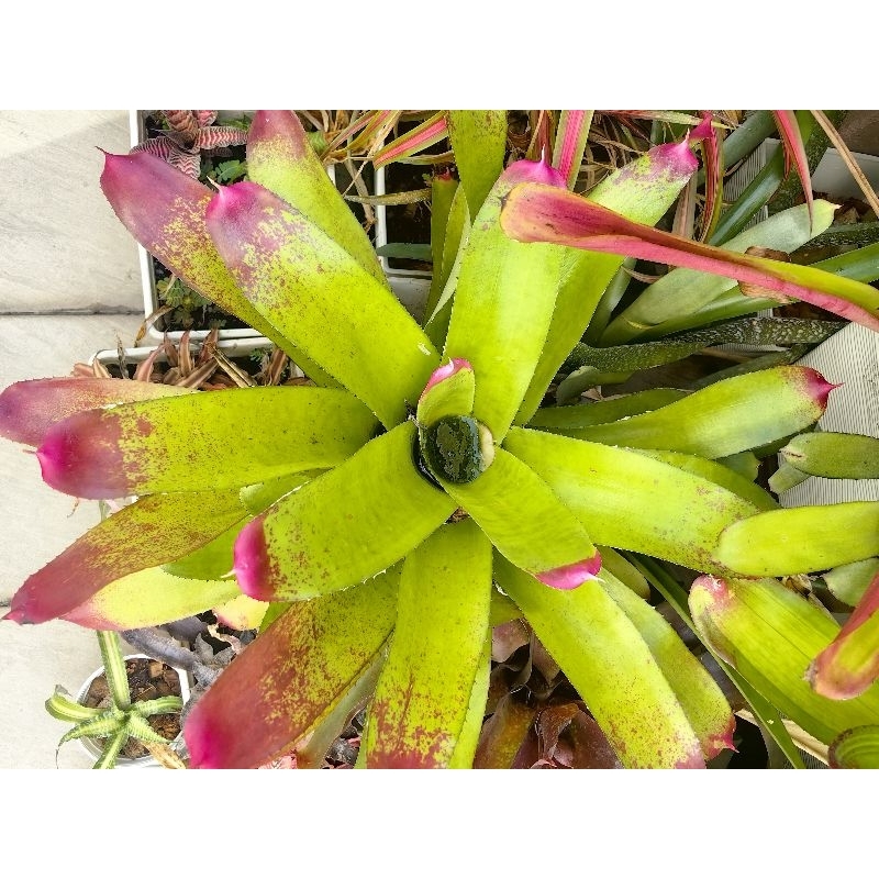 bromeliad neoregelia Cruenta Selecta aka Sun King | Shopee Malaysia