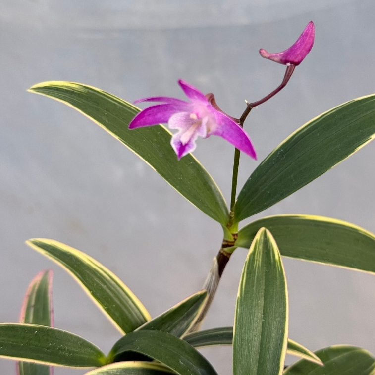 [ Variegated + Fragrant ] Dendrobium kingianum | Species | Miniature ...