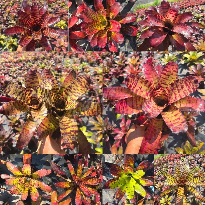 Combo 4 Pokok Rm100 Pilihan Secara Rawak / Chacarodon x Neo Tiger ...