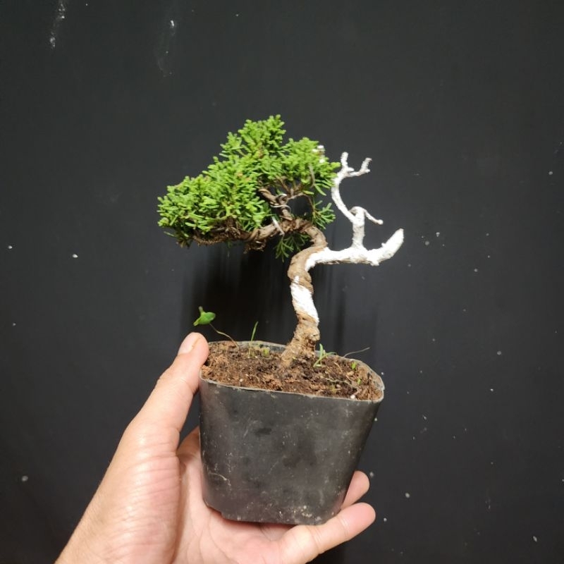 bonsai mini juniper jepun 日本檜柏盆景 | Shopee Malaysia