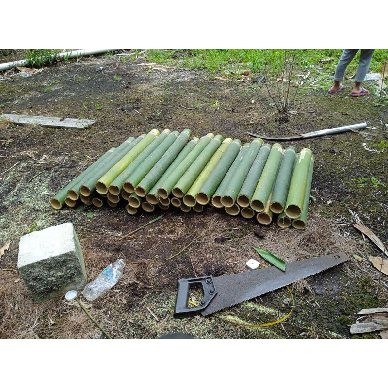 Buluh lemang/buluh lemang fresh🎋🎋 (10batang) | Shopee Malaysia