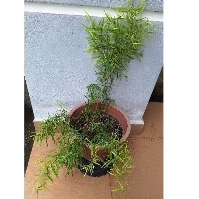 anak pokok janda merana,weeping willow,baby plant | Shopee Malaysia