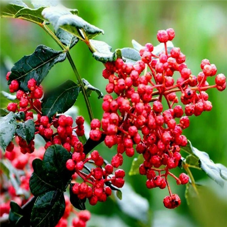 Zanthoxylum Essential Oil (Zanthoxylum bungeanum Fruit Oil) | Shopee ...