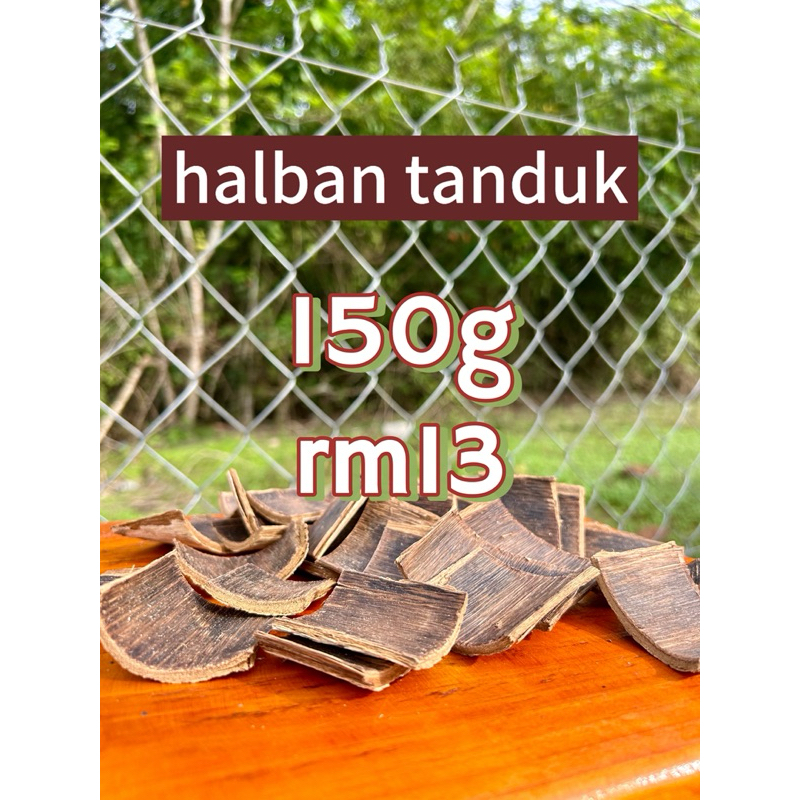 🔥khasiat kulit kayu halban tanduk/halban hitam | Shopee Malaysia