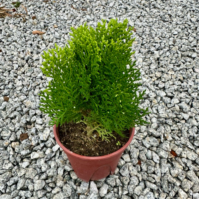 🔥OUTDOOR🔥 THUJA PINE TREE / Flat Pine / Thuja Orientalis / American ...