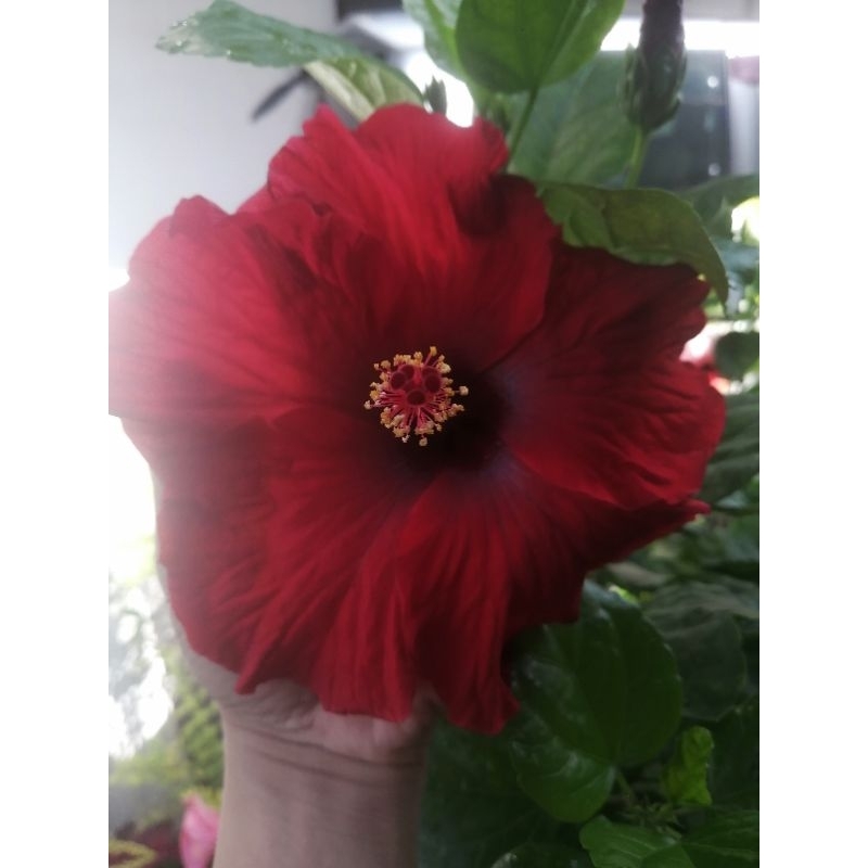 Pokok Hibiscus Hybrid warna merah Bunga besar 朱槿花 Pokok Bunga Raya ...