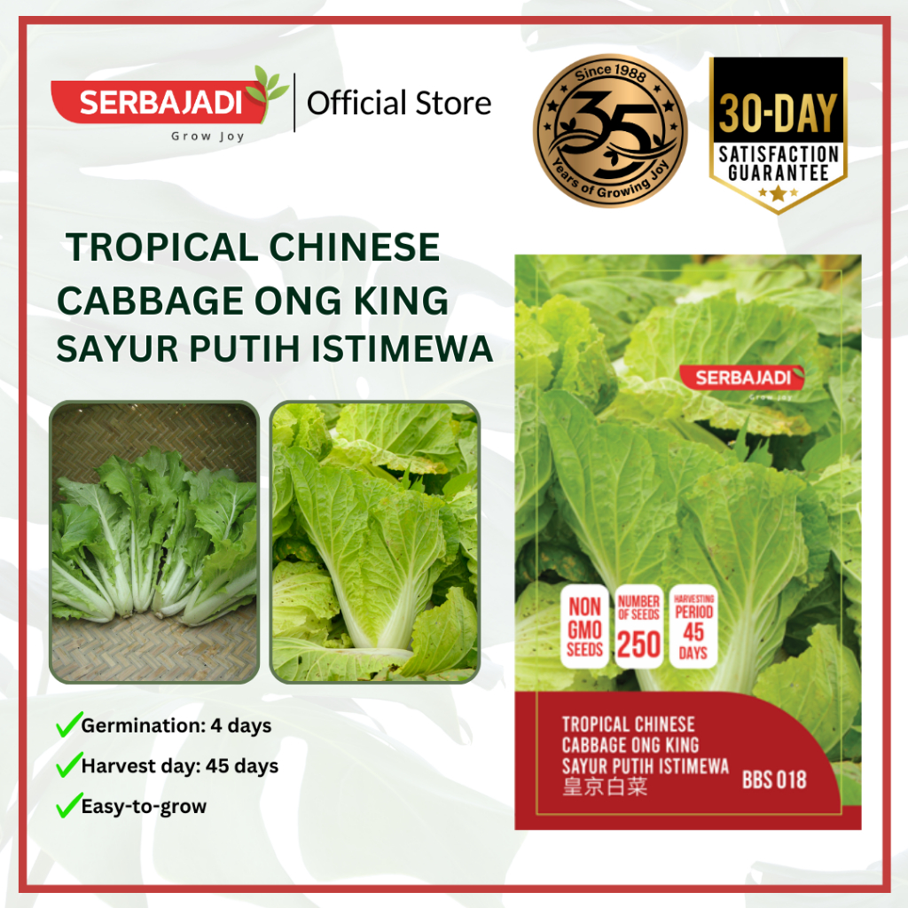 Serbajadi Vegetable Seed Tropical Chinese Cabbage Ong King Biji Benih ...