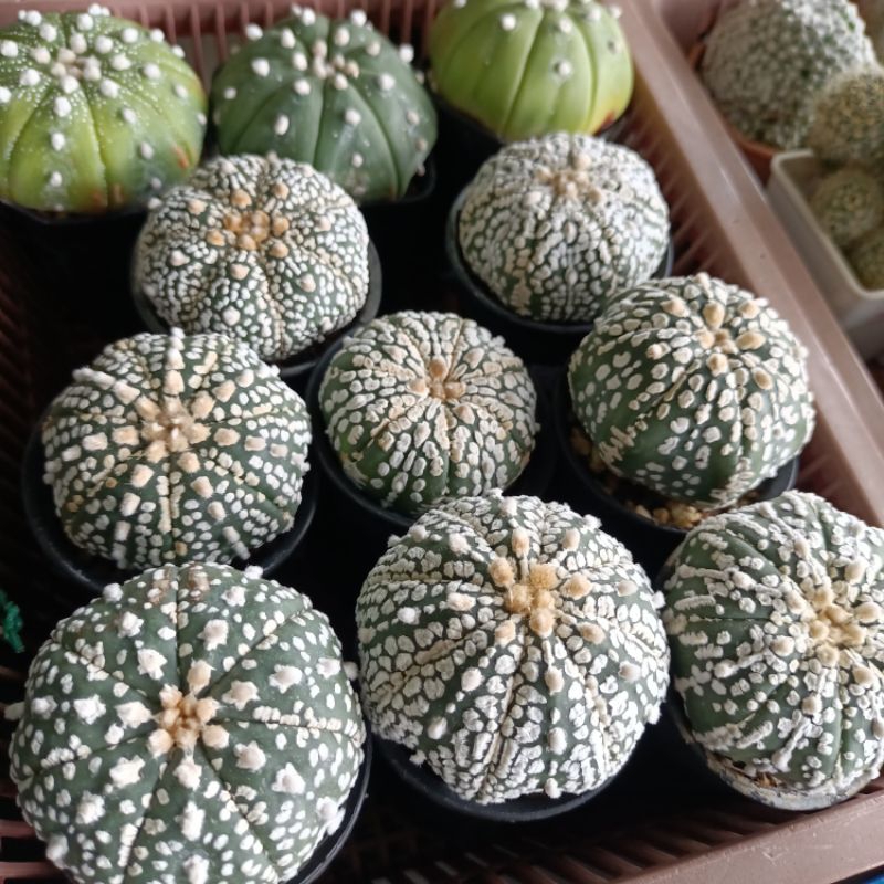 [5.5cm pot] Live Astrophytum cactus - Astro Super Kabuto超兜/ starshape ...